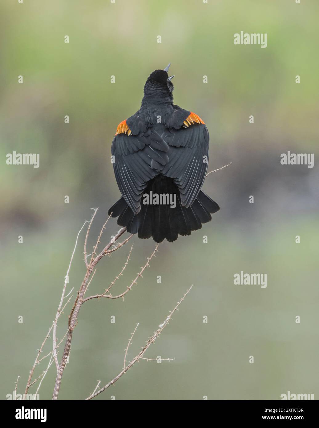 Red-winged blackbird (Agelaius phoeniceus) rear view, in breeding ...