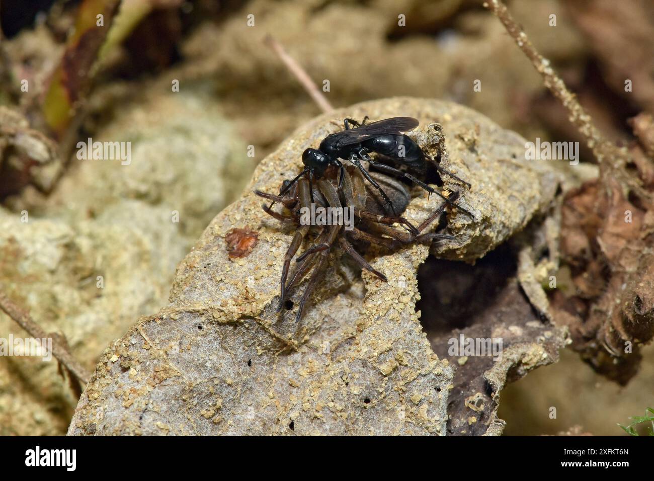 Spider Hunting Wasp (Anoplius nigerrimus) with Spider (Trochosa ...