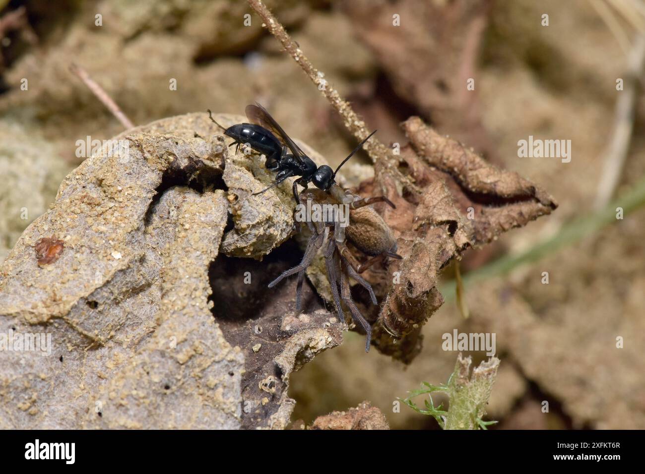 Spider Hunting Wasp (Anoplius nigerrimus) with Spider (Trochosa ...