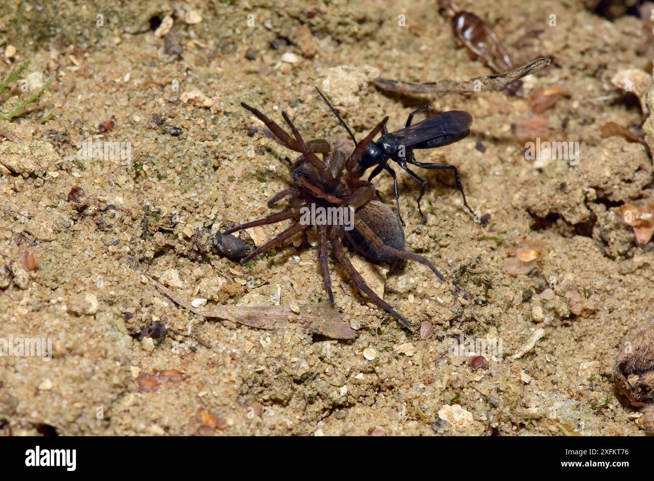Spider hunting wasp (Anoplius nigerrimus) with Spider (Trochosa ...