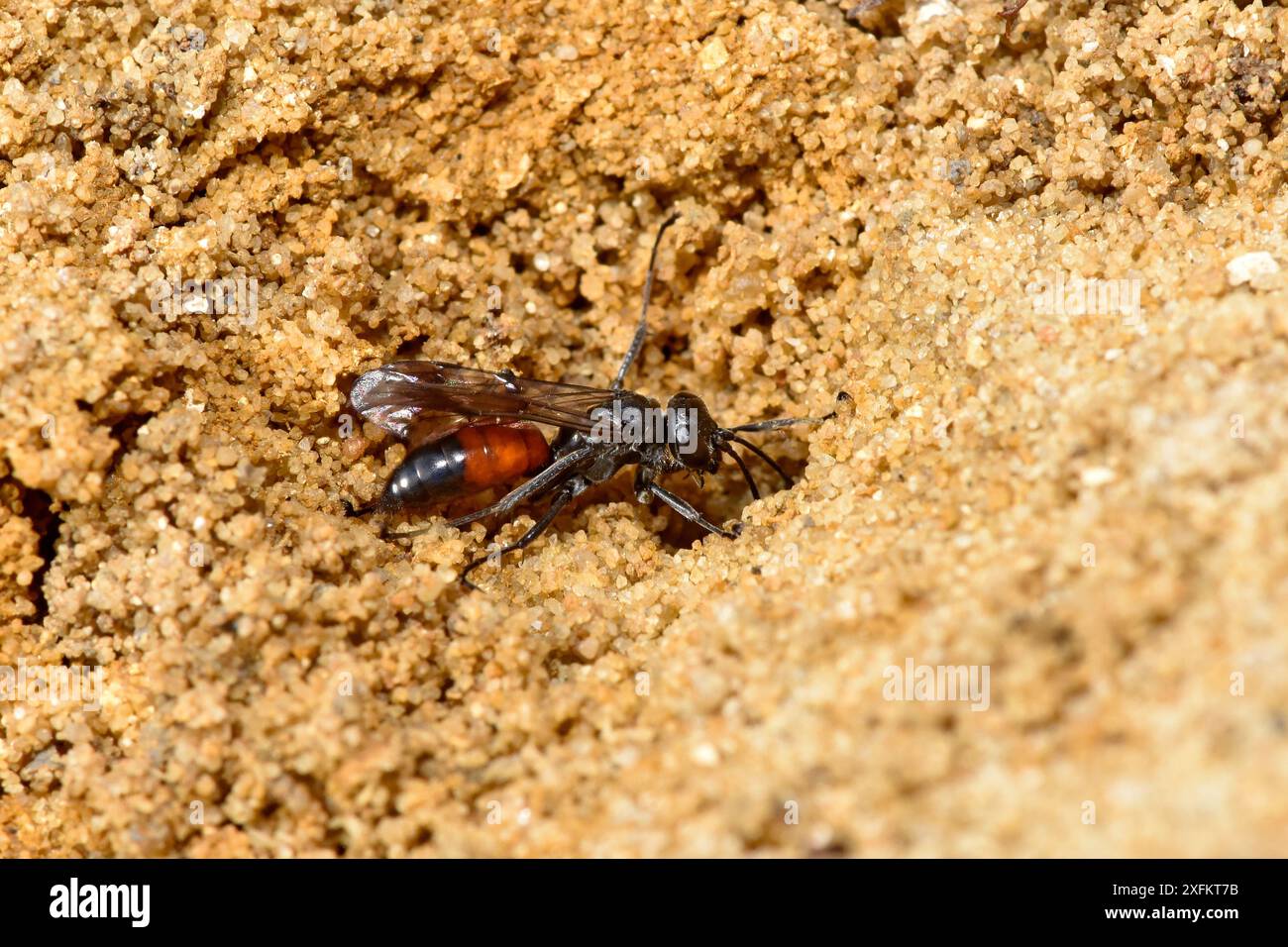 Pompilid/Spider Hunting Wasp (Caliadurgus fasciatellus) digging burrow ...