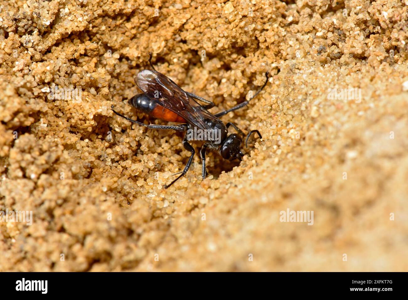 Pompilid/Spider Hunting Wasp (Caliadurgus fasciatellus) digging burrow ...