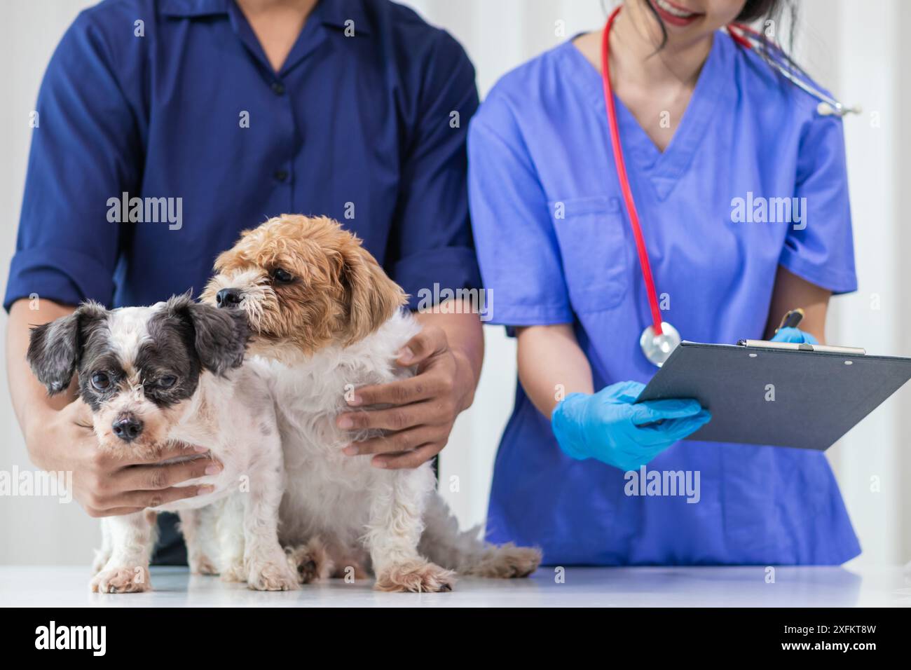 female veterinarian is playing with a dog for health checks and checks ...