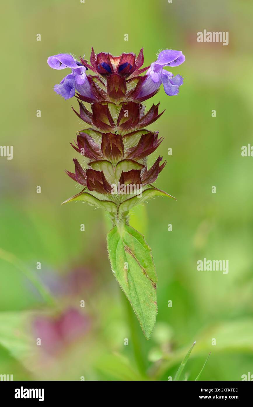 Self heal (Prunella vulgaris) Close up of flower, Oxfordshire, England ...