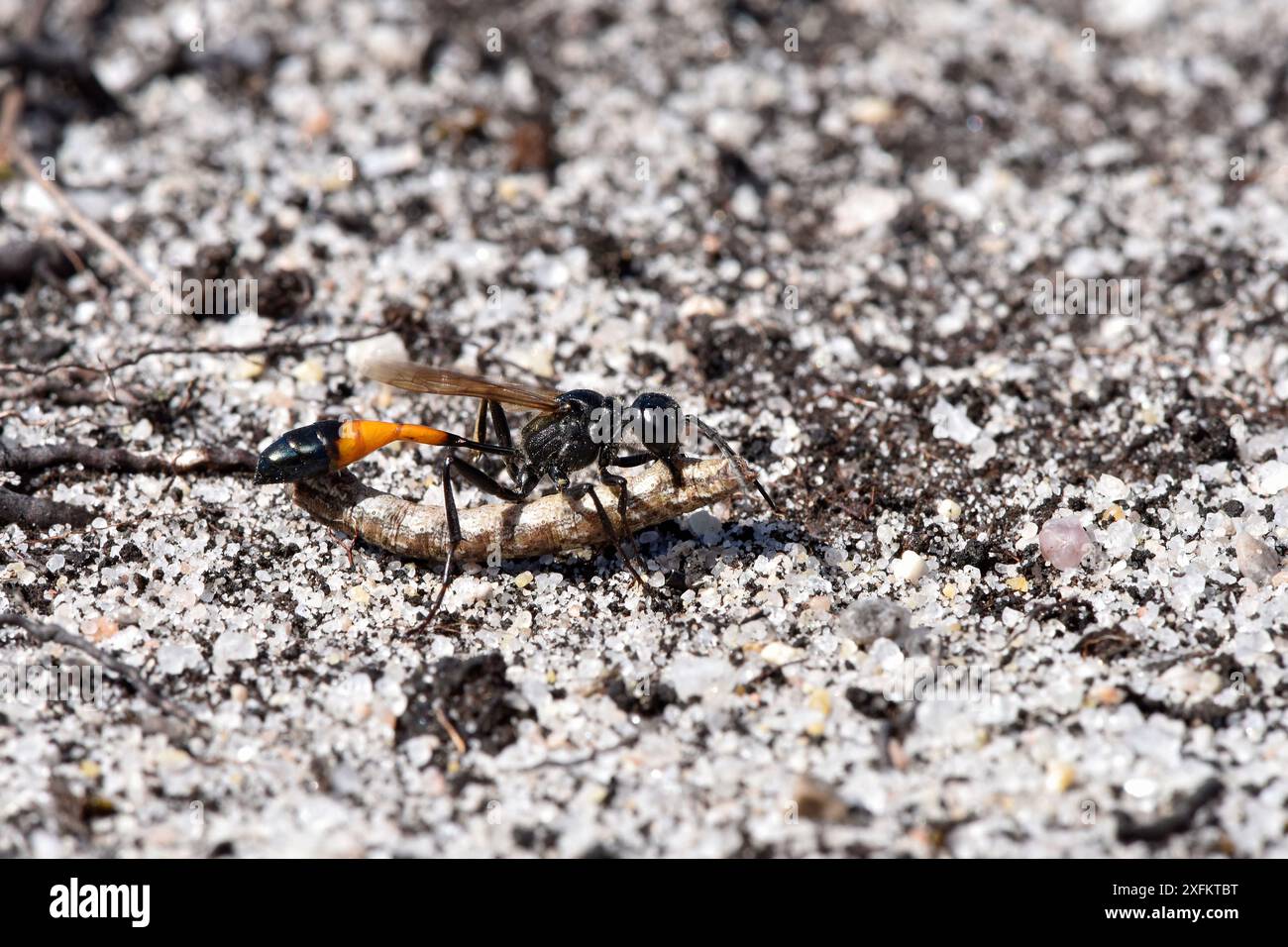 Sand Wasp (Ammophila pubescens) carrying paralysed caterpillar of ...