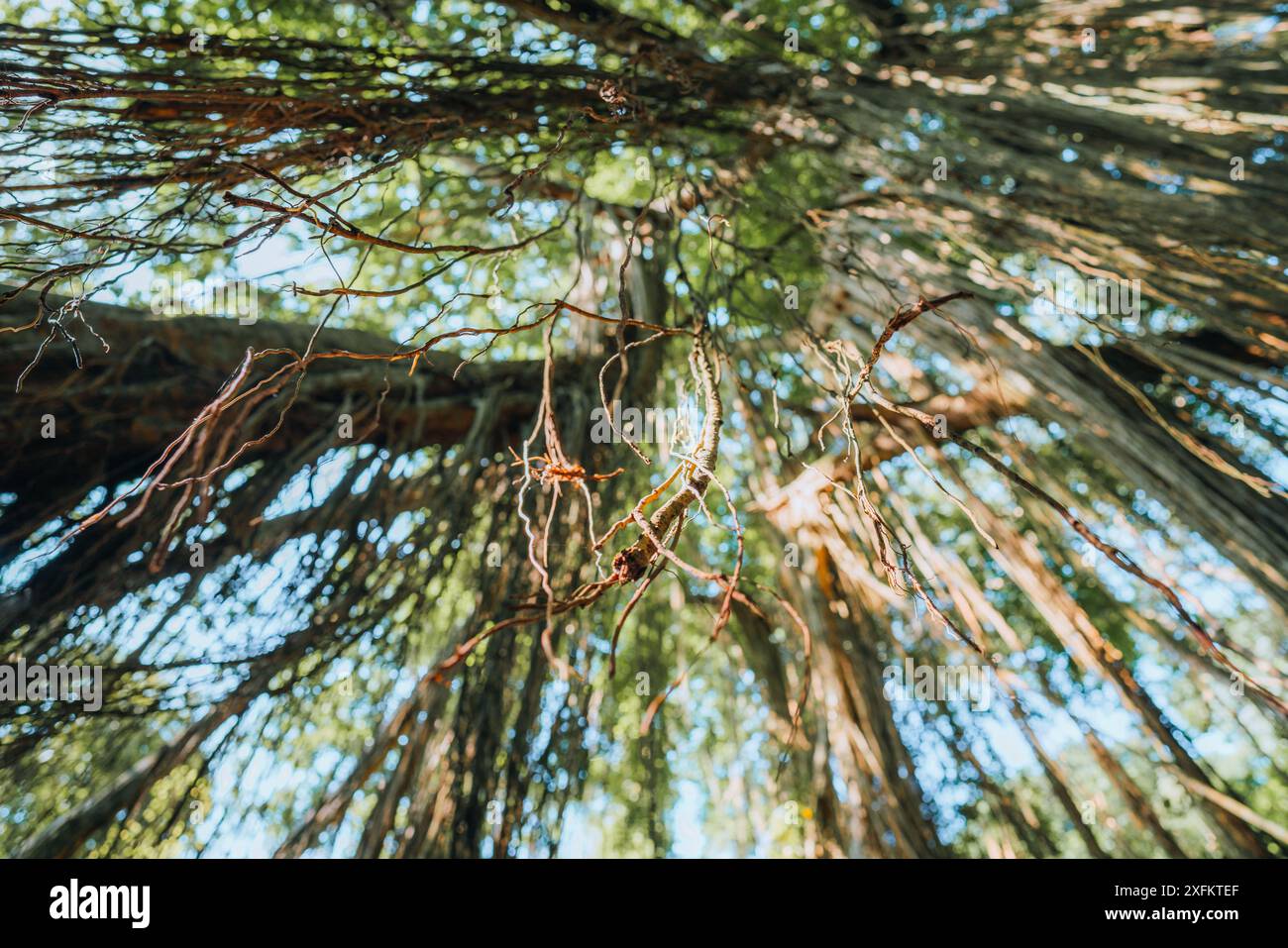 Ubud wildlife sanctuary hi-res stock photography and images - Alamy