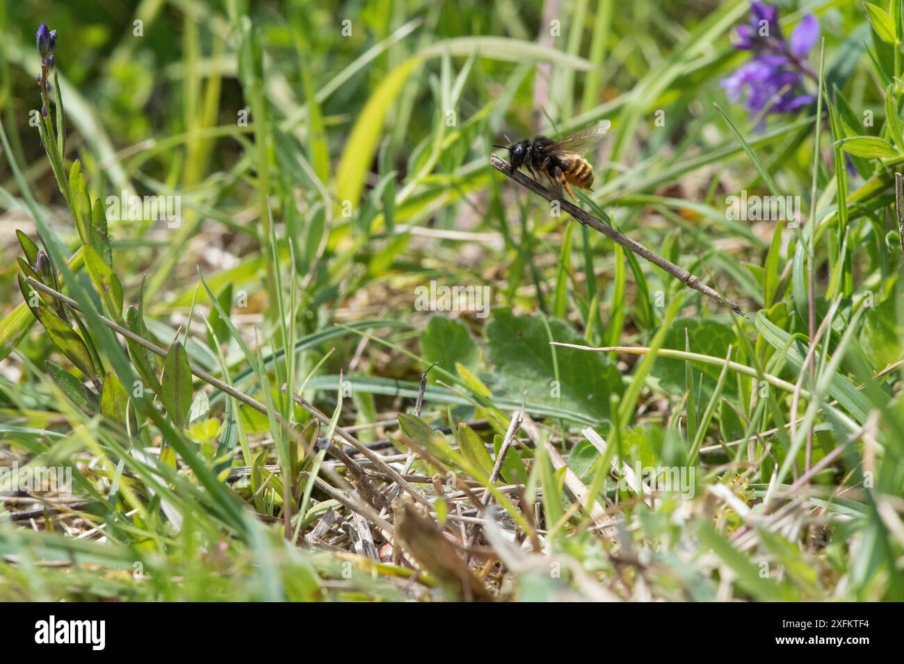 Two coloured mason bee (Osmia bicolor) carrying dead grass to cover ...