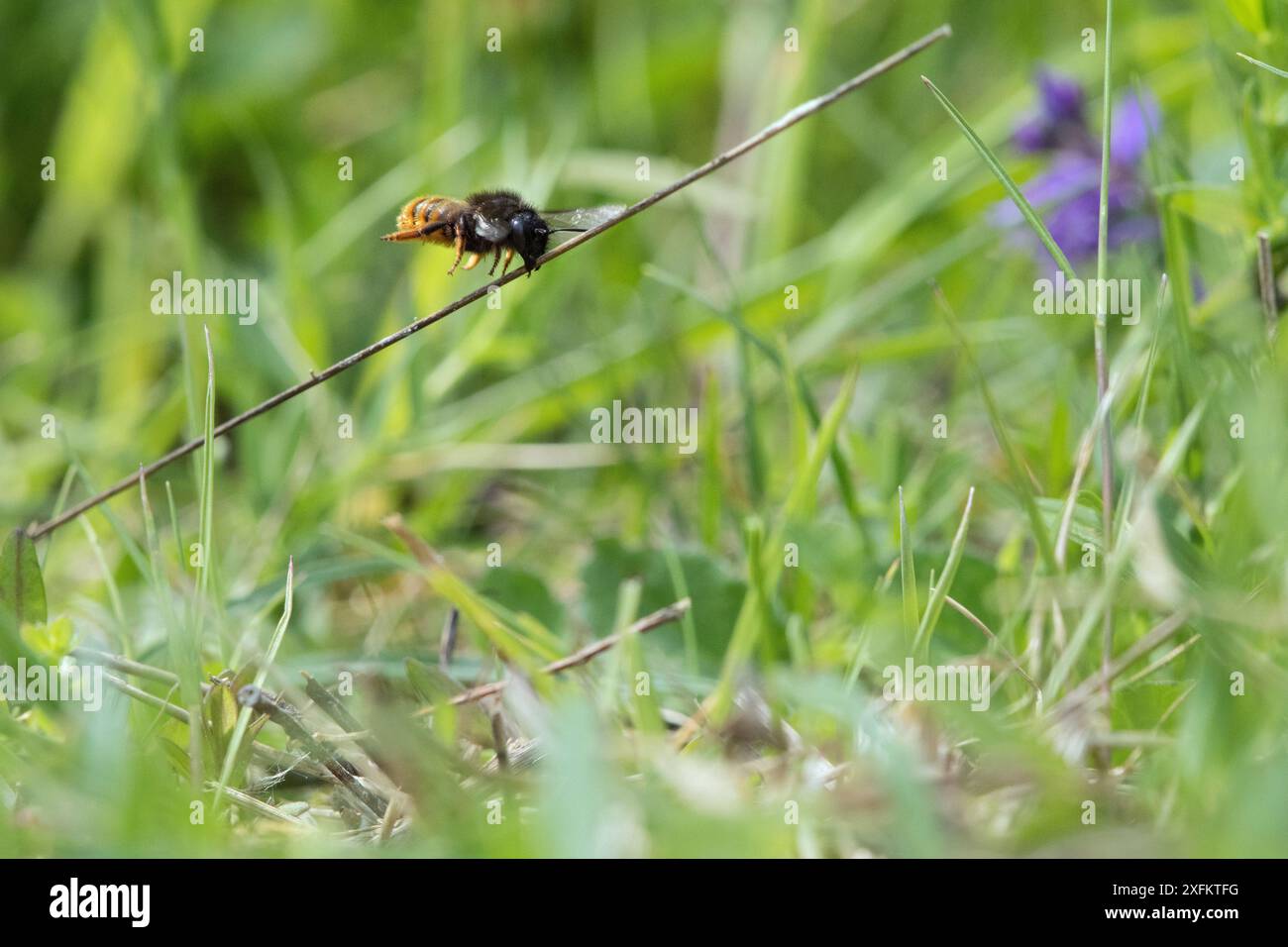 Two coloured mason bee (Osmia bicolor) carrying dead grass to cover ...