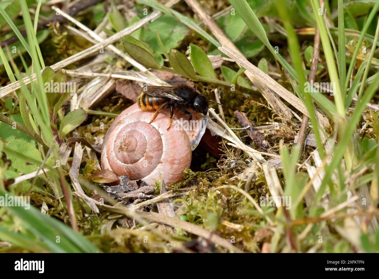 Two coloured mason bee (Osmia bicolor) Bee manouvering old snail shell ...