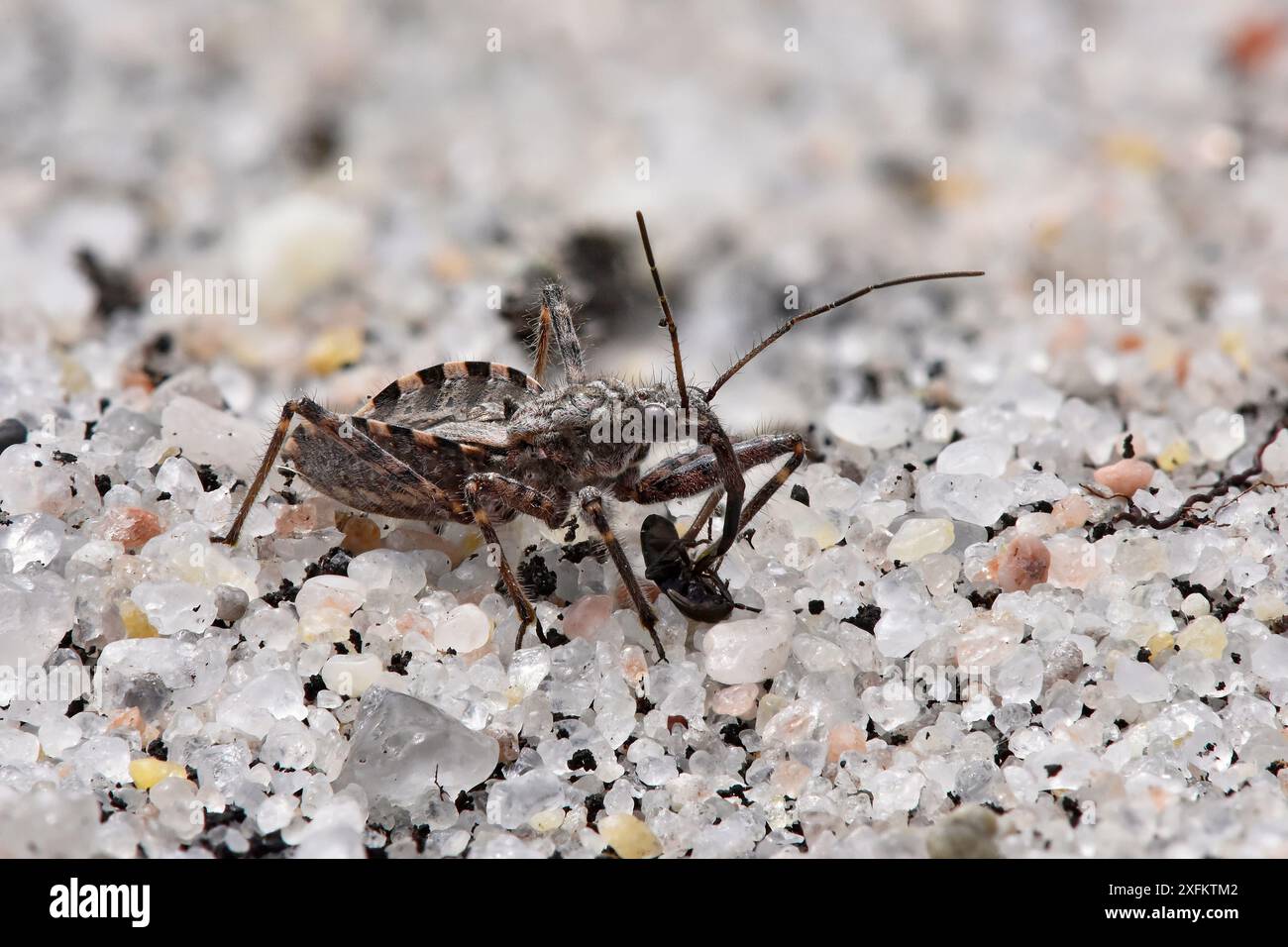 Heath assassin bug (Coranus subapterus) feeding on small beetle, Surrey ...