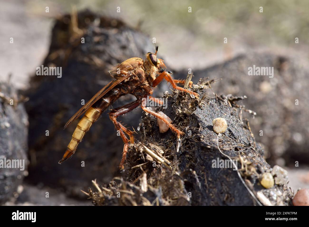 Hornet robberfly (Asilus crabroniformis) on dung, the larvae feed on ...