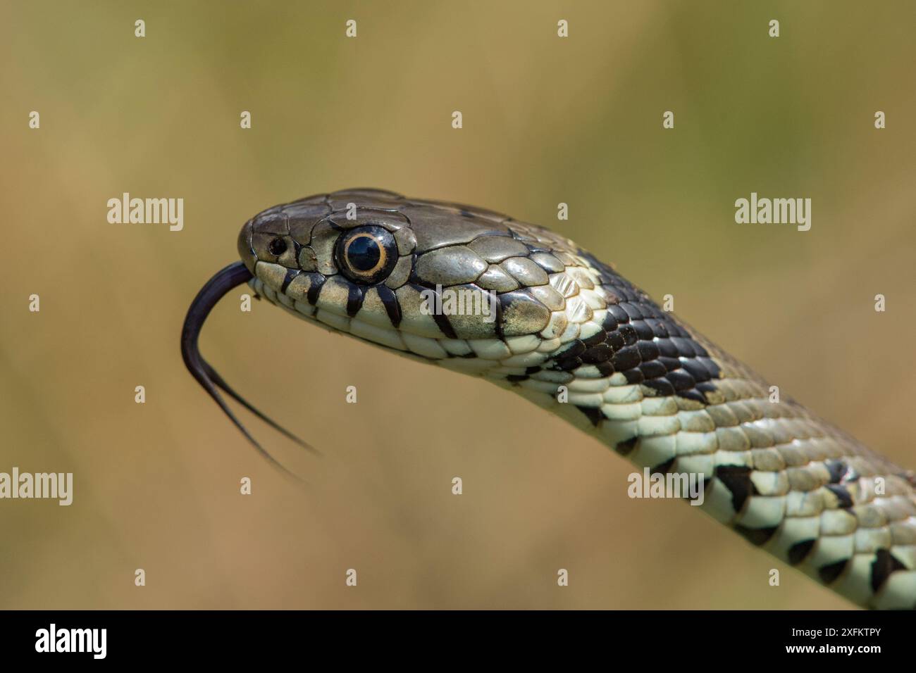 Grass snake (Natrix natrix) tasting air with tongue, Surrey, England ...