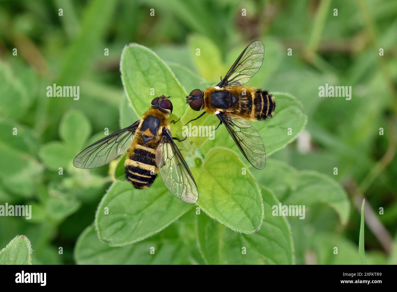 Downland bee-fly (Villa cingulata) male and female together. This rare ...