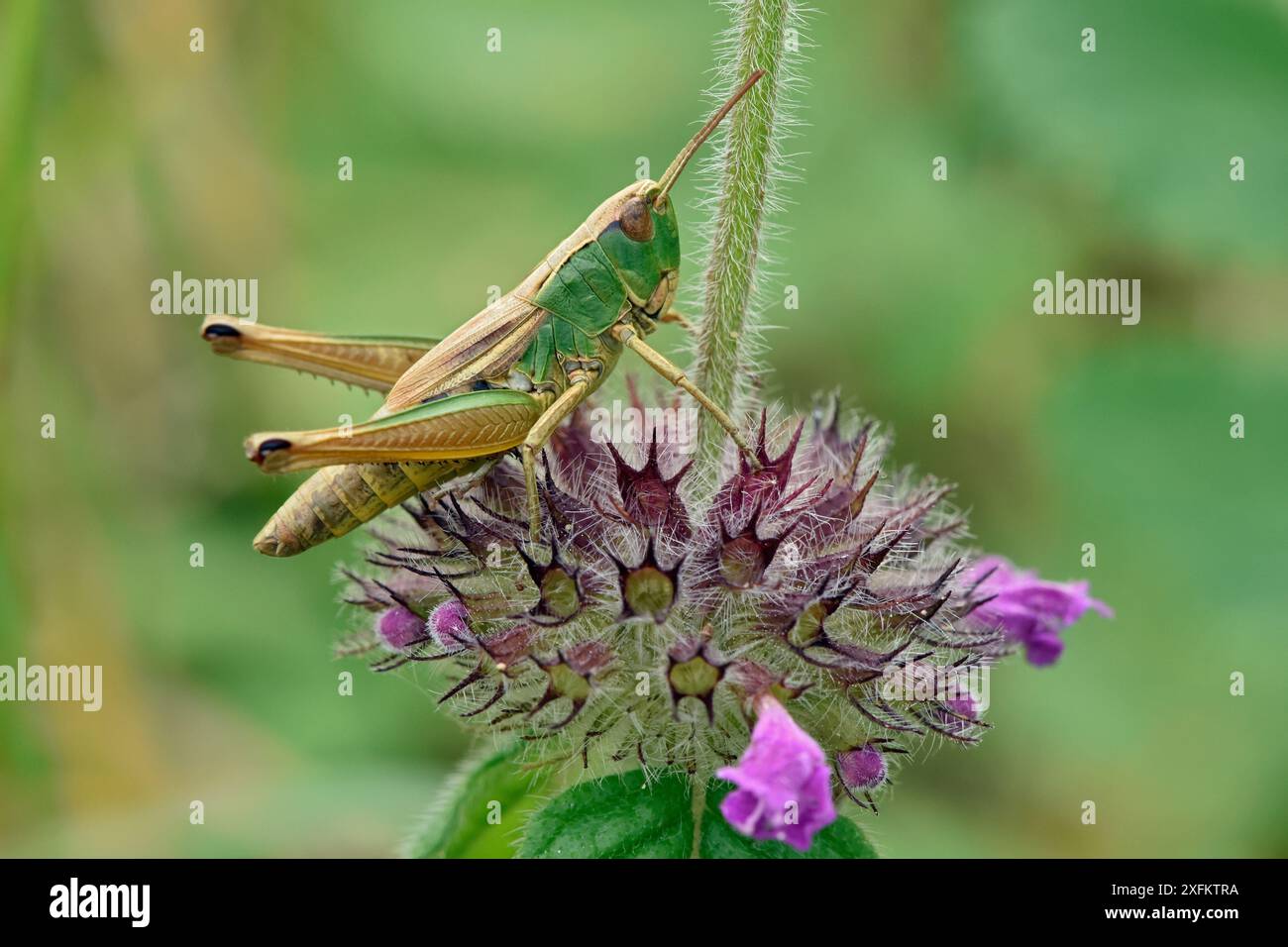 Common green grasshopper (Omocestus viridulus) sitting on flower of ...