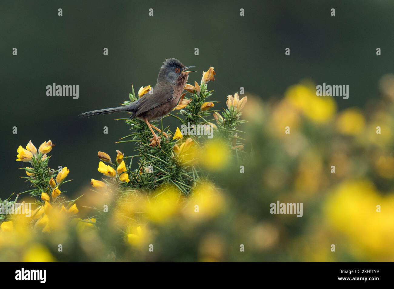 Singing from a gorse bush hi-res stock photography and images - Alamy