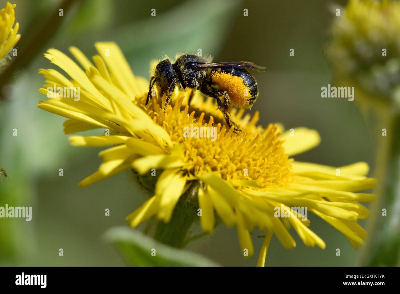 Blue mason bee (Osmia leaiana) pushing pollen from Fleabane flower into ...