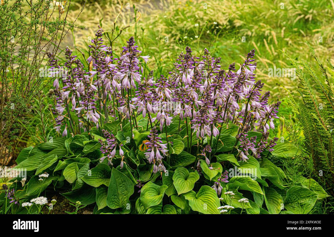 Hosta plantaginea (Plantain Lily) flower bushes in garden Stock Photo ...