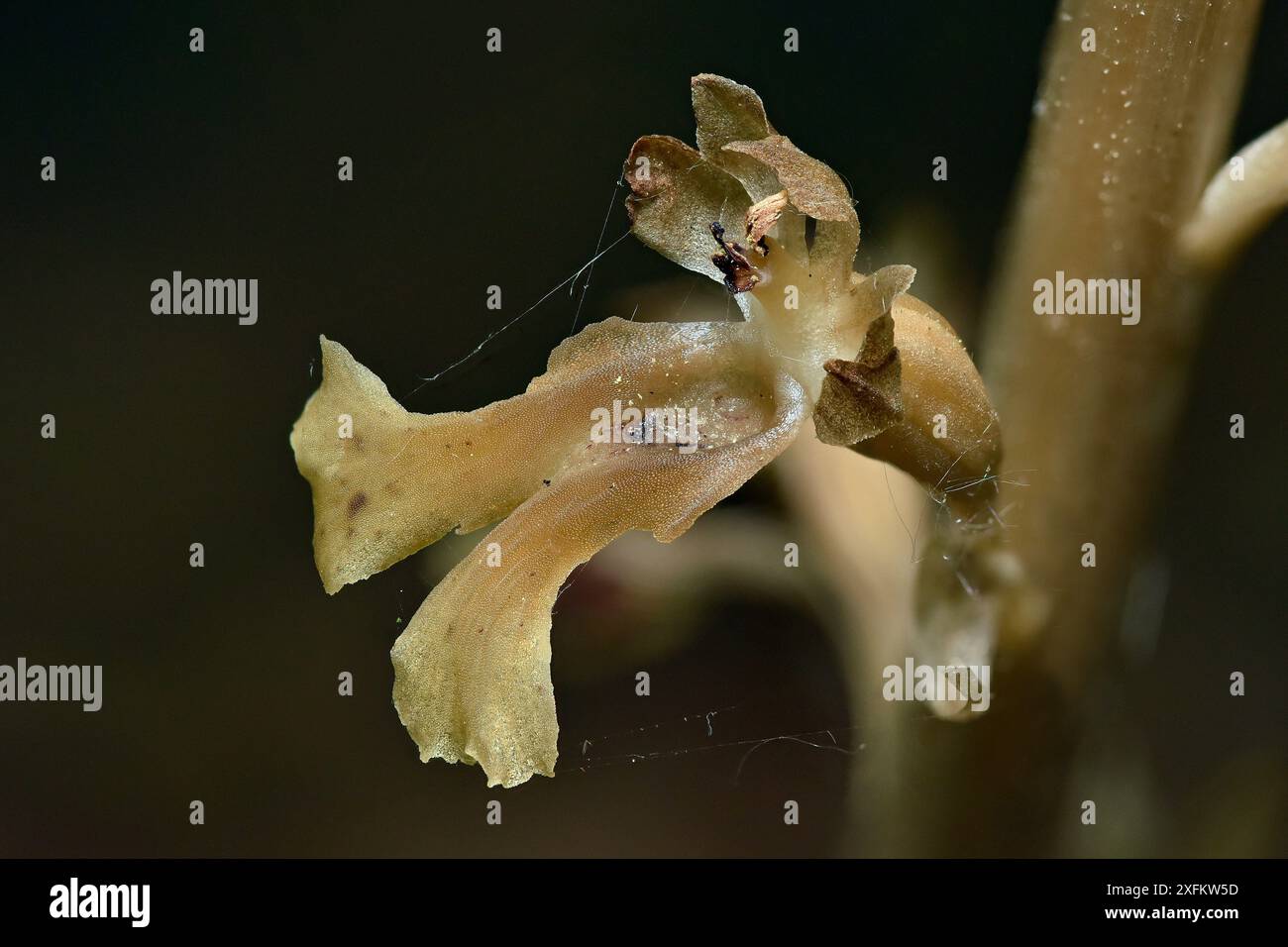 Birds nest orchid (Neottia nidus-avis) Close up of individual flower ...