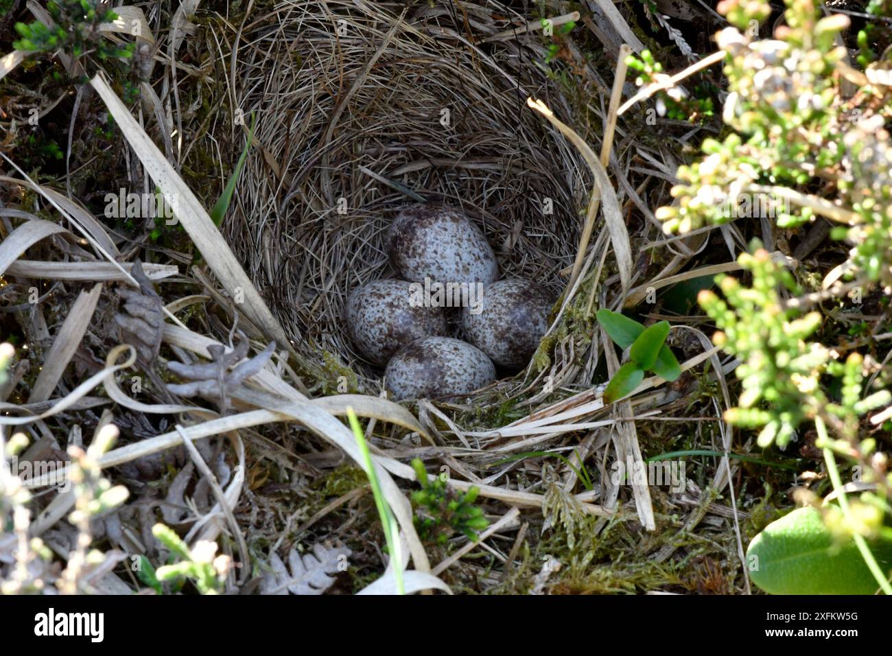 Woodlark (Lullula arborea) nest with four eggs, Hampshire, England, UK ...