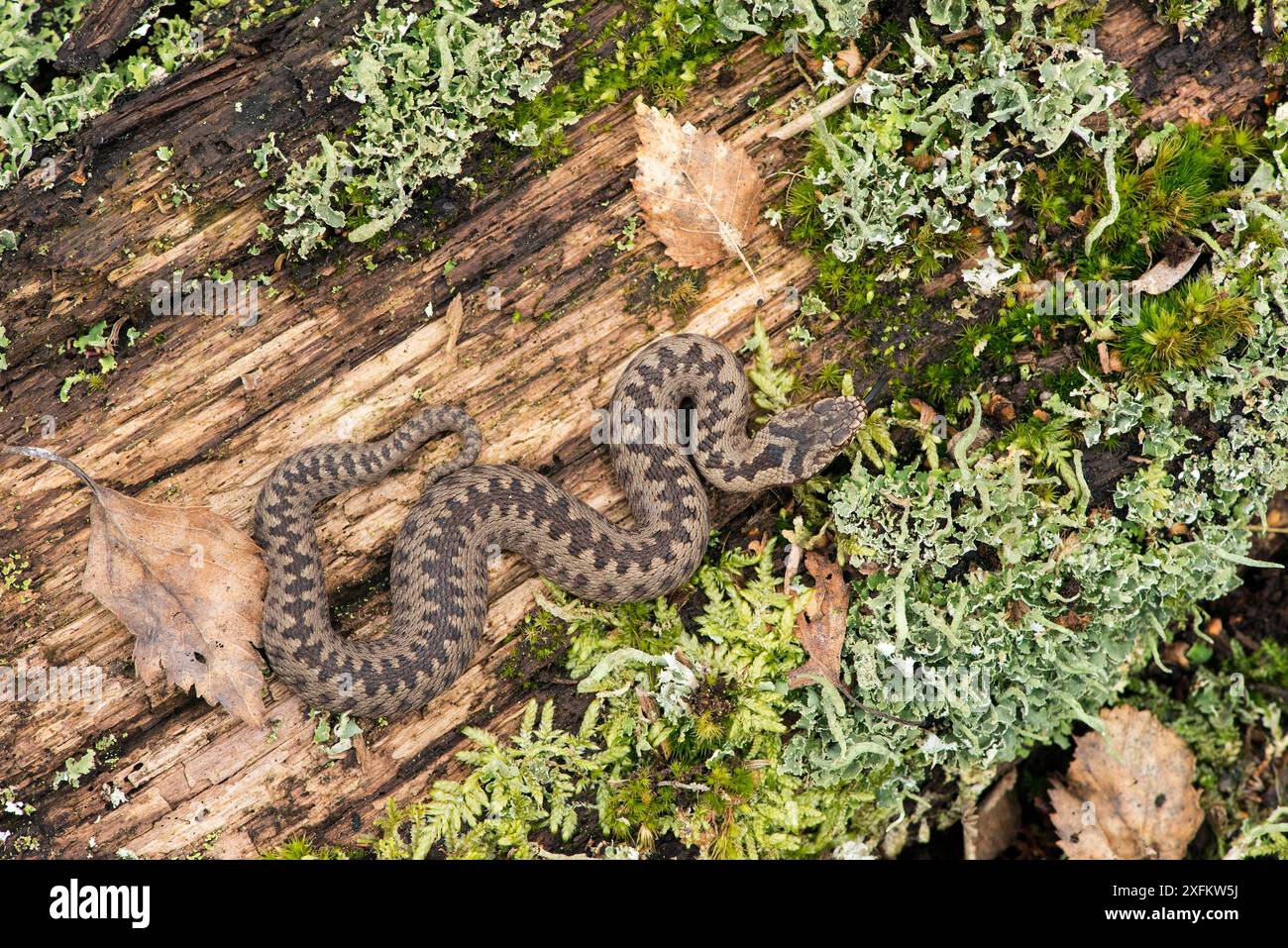 Adder (Vipera berus) young Adder basking on log with Birch leaves to ...