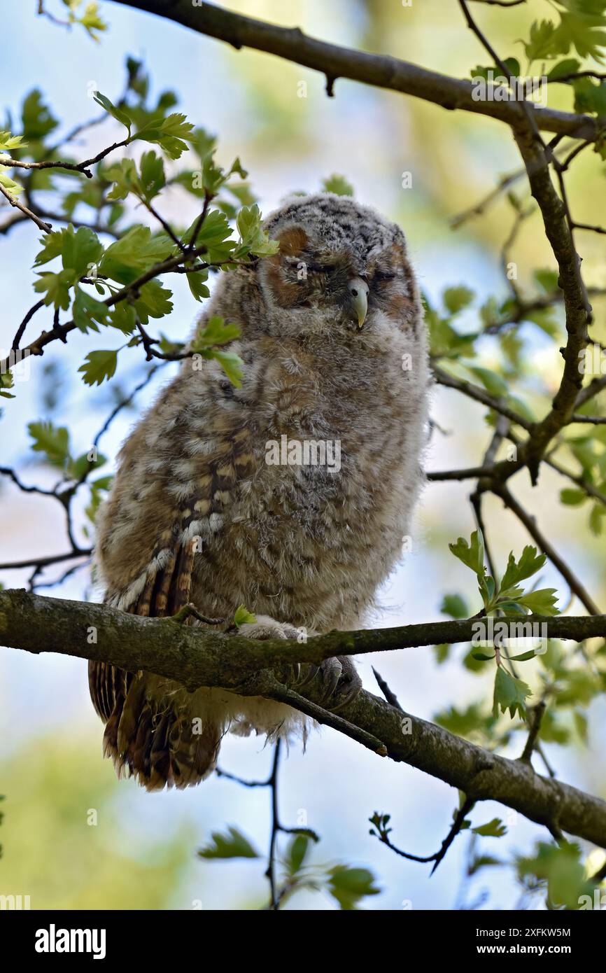 Tawny Owl (Strix aluco) Chick branching away from nest, Hertfordshire ...