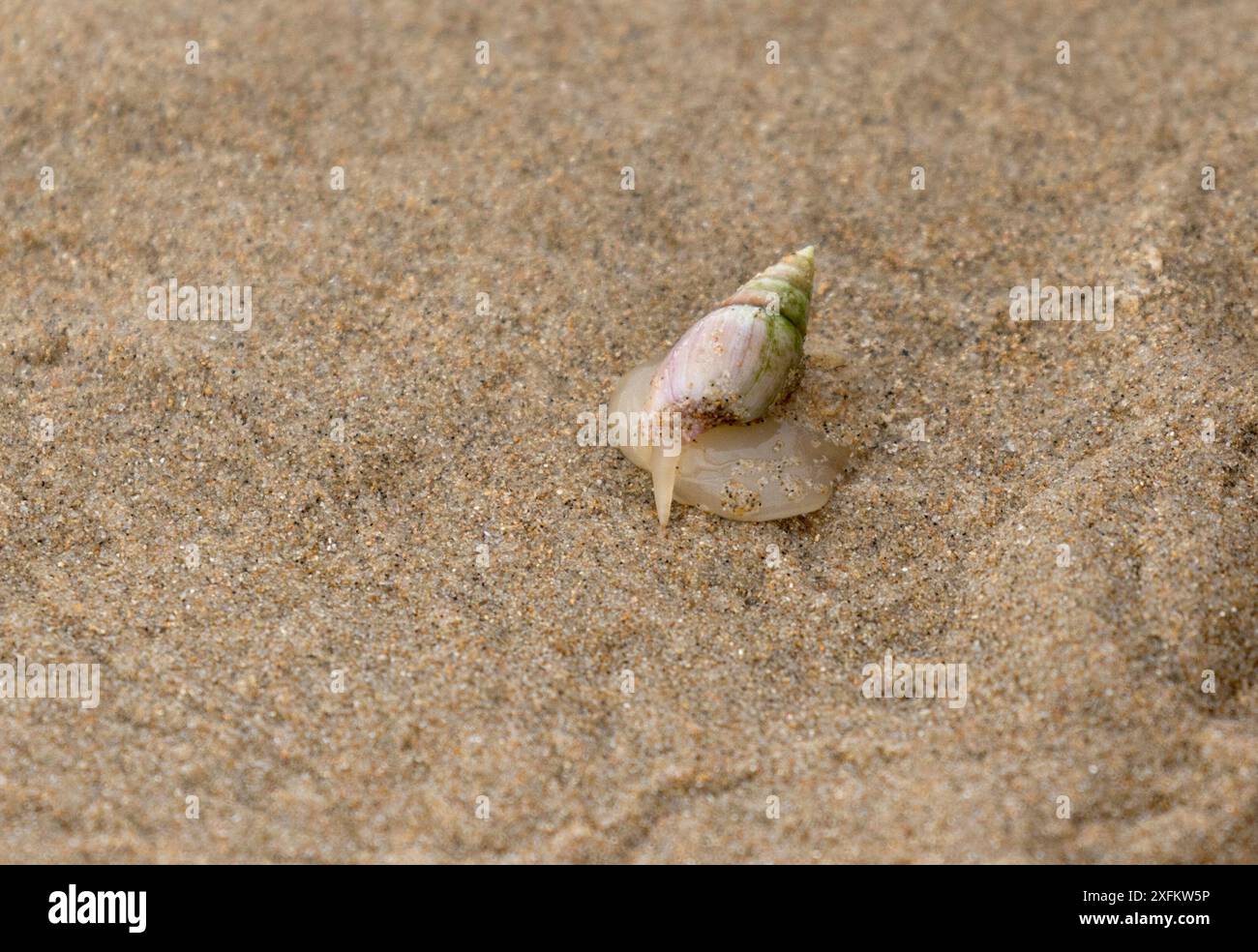 Plough snail (Bullia digitalis) with its finger out (also known as a ...