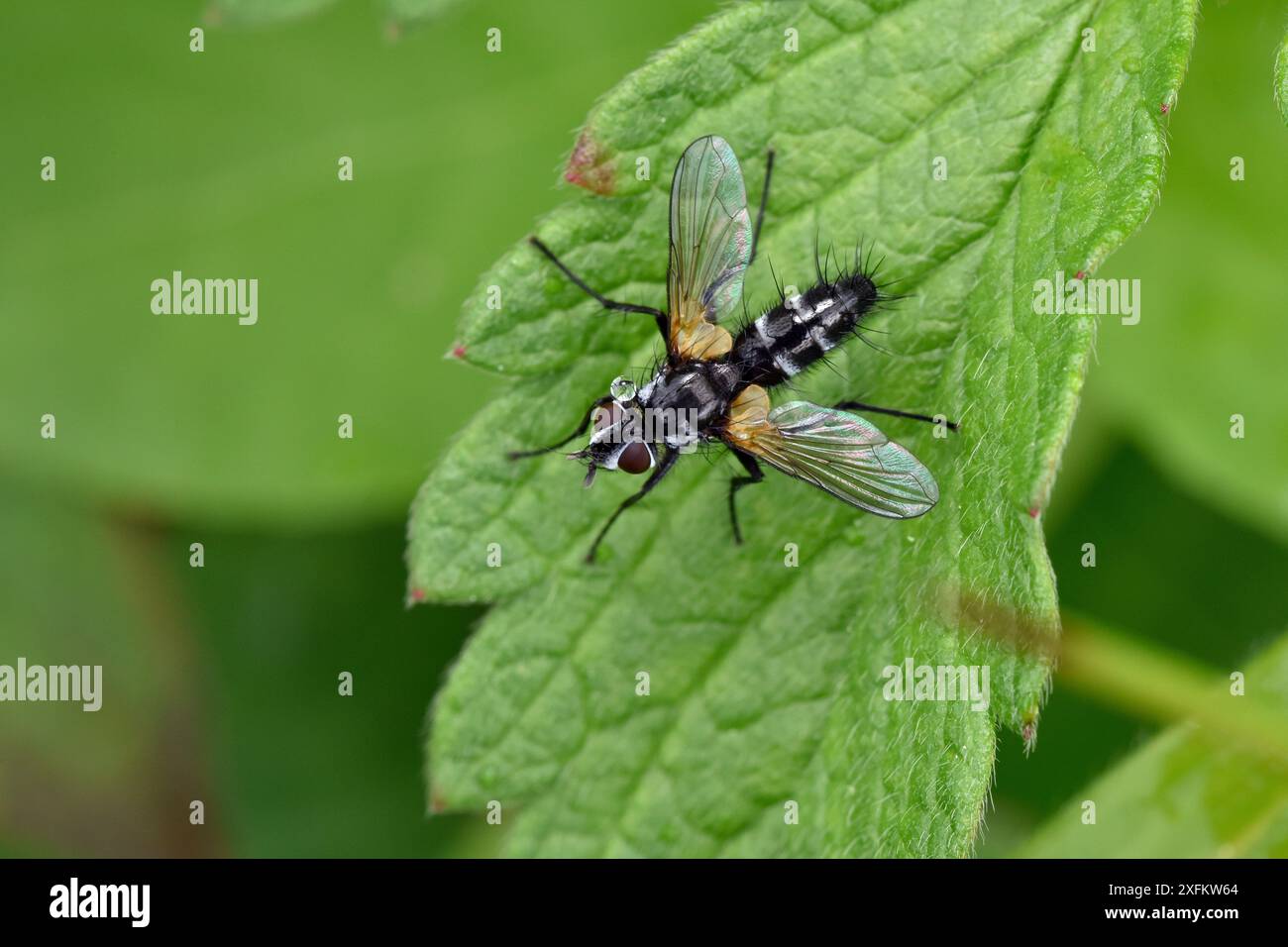 Tachnid fly (Phyllomya volvulus) Resting on leaf after rain shower ...