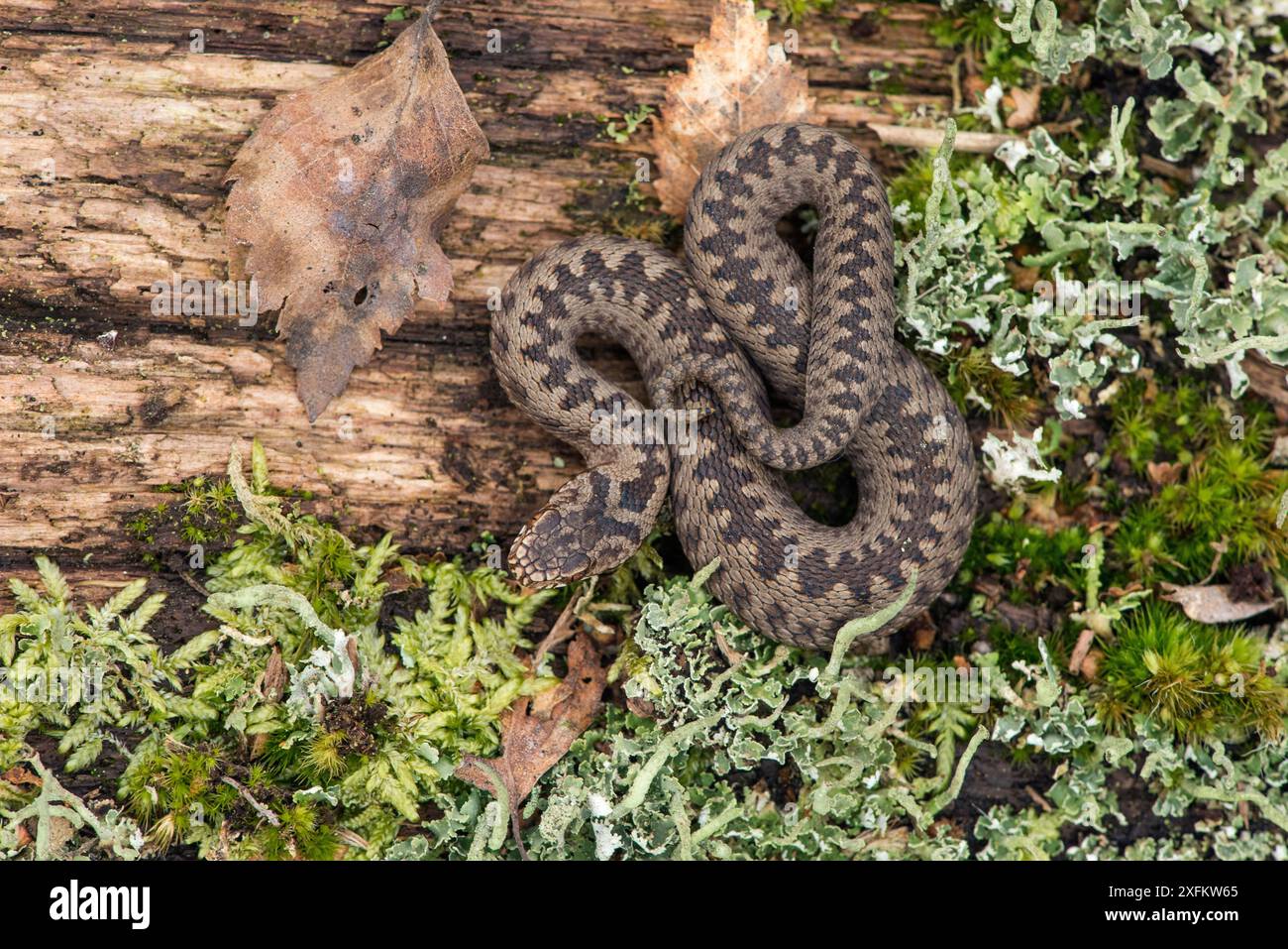 Adder (Vipera berus) young Adder basking on log with Birch leaves to ...