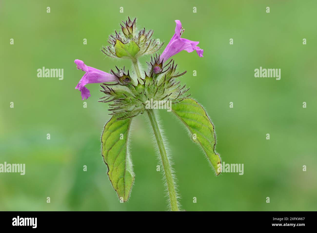 Wild Basil Fower (Clinopodium vulgare), Oxfordshire, England, UK, May ...