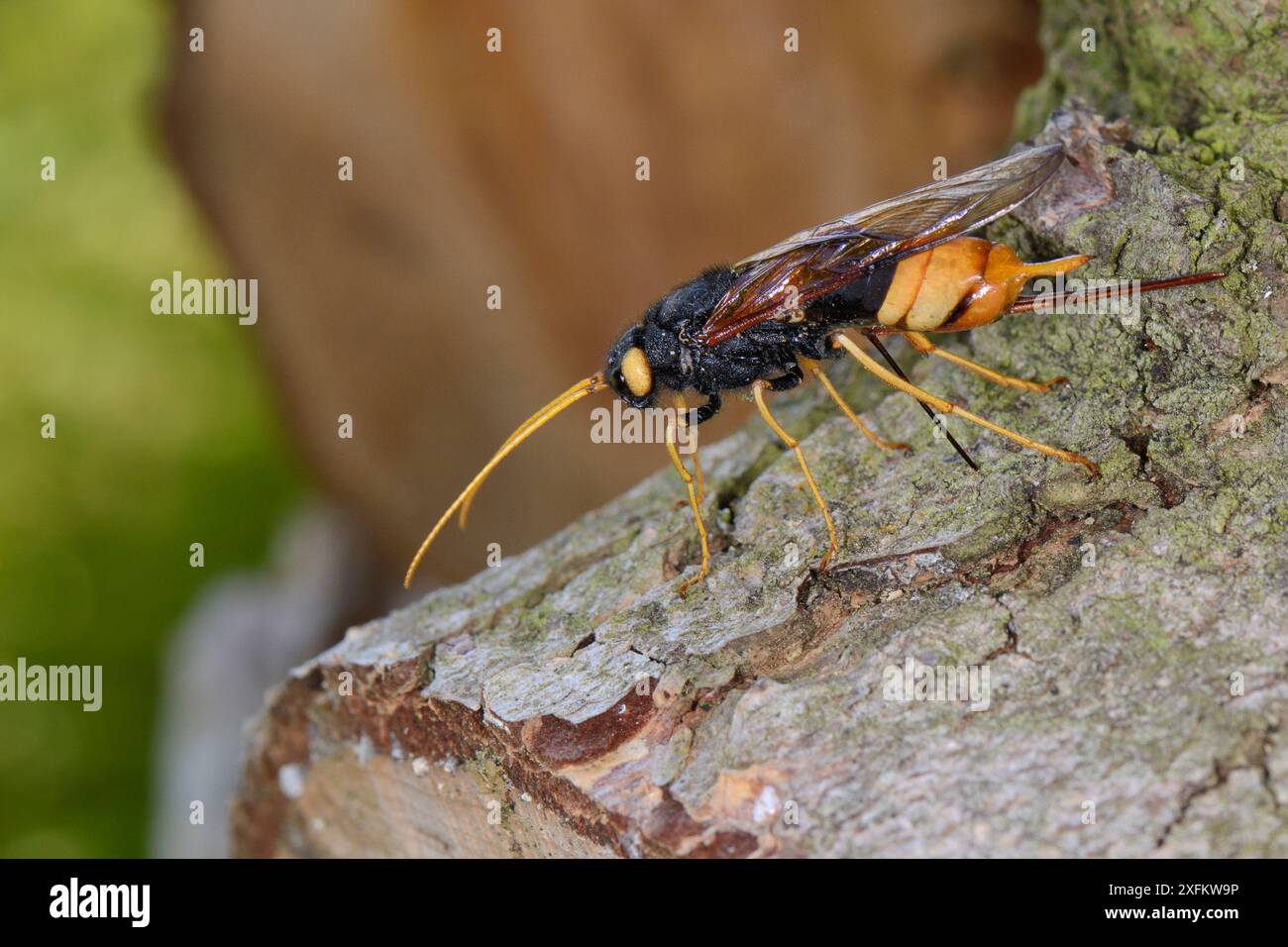 Urocerus taiganus hi-res stock photography and images - Alamy