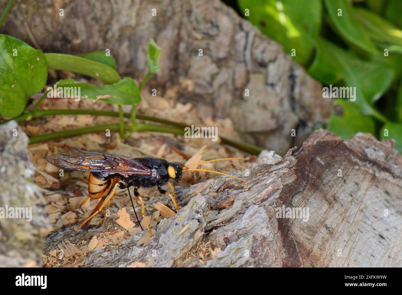 Giant wood wasp (Urocerus gigas) ovipositing / laying eggs in Cedar log ...