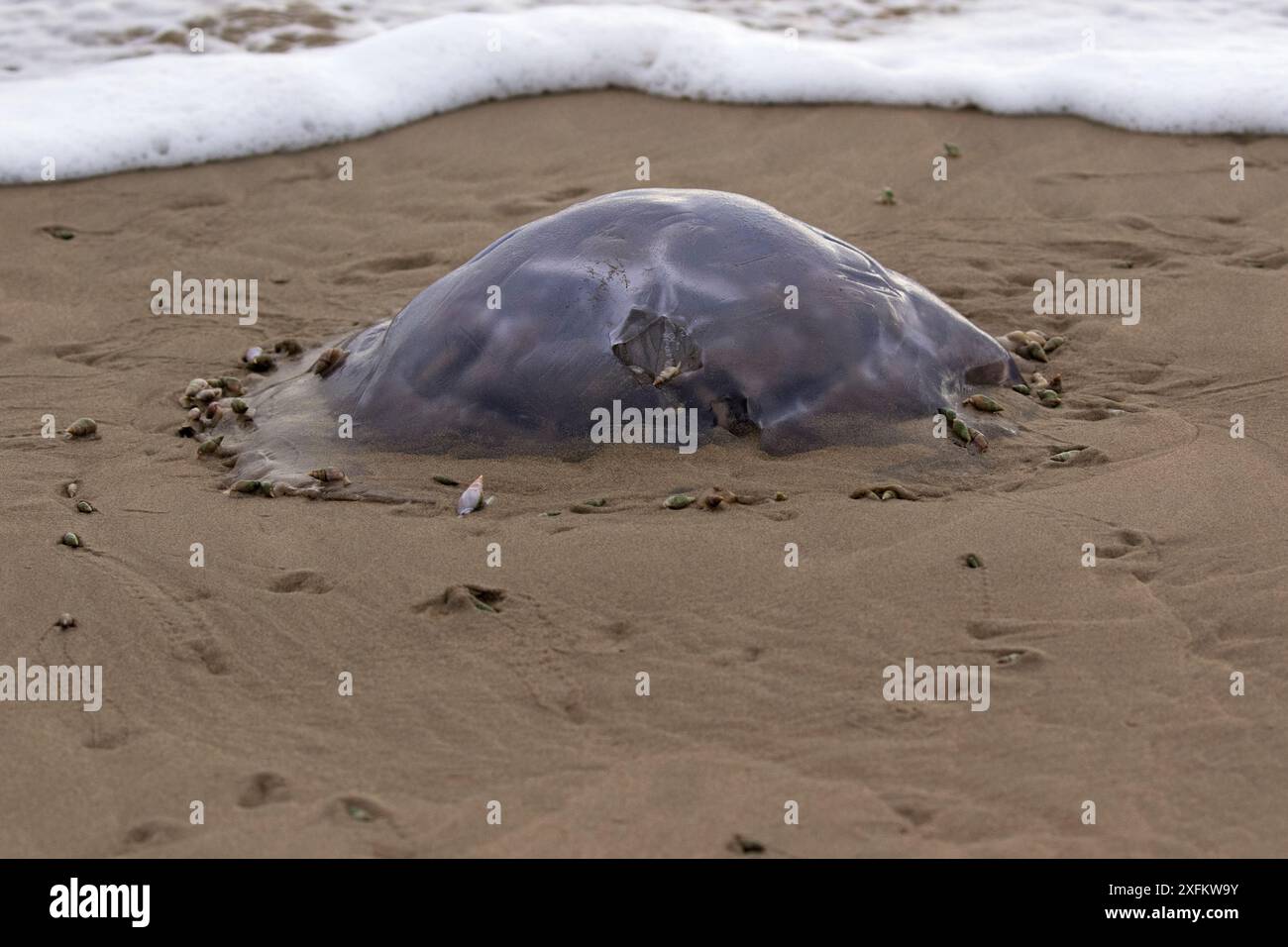 Plough snails (Bullia digitalis) gather and feed on a beached jellyfish ...
