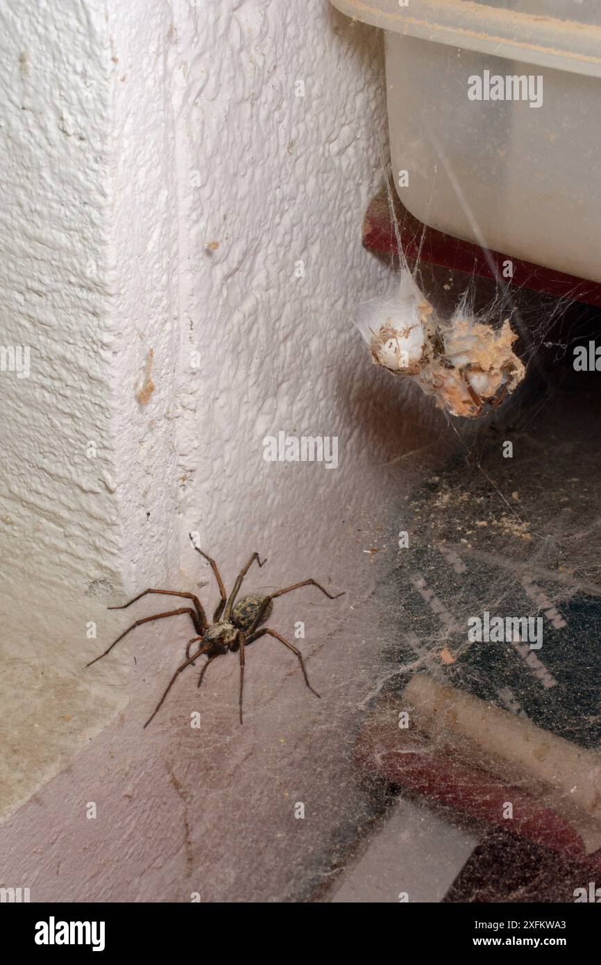 Female House spider (Tegenaria sp.) with extensive sheet web and two ...