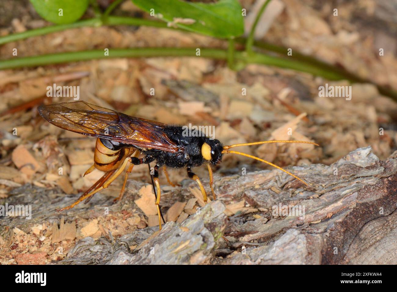 Giant wood wasp (Urocerus gigas) ovipositing / laying eggs in Cedar log ...