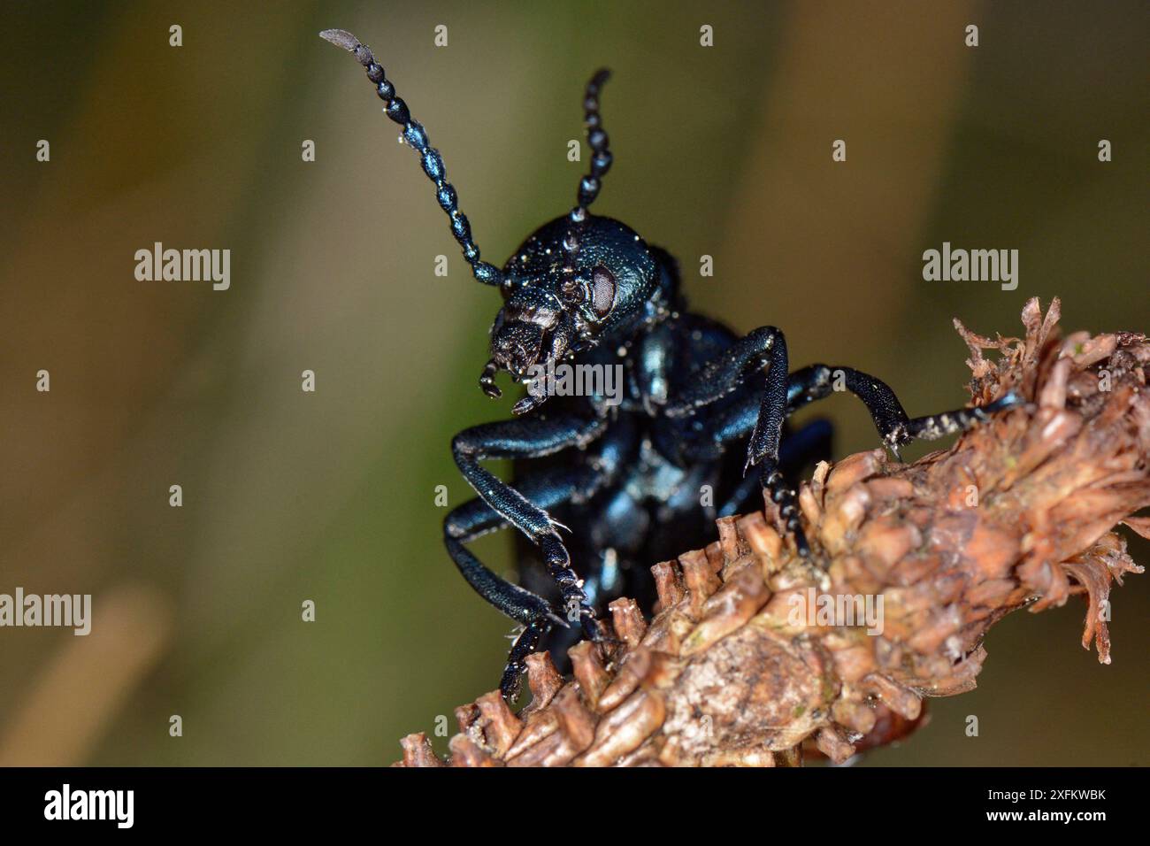 Violet oil beetle (Meloe violaceus), Knapdale forest, Argyll, Scotland ...