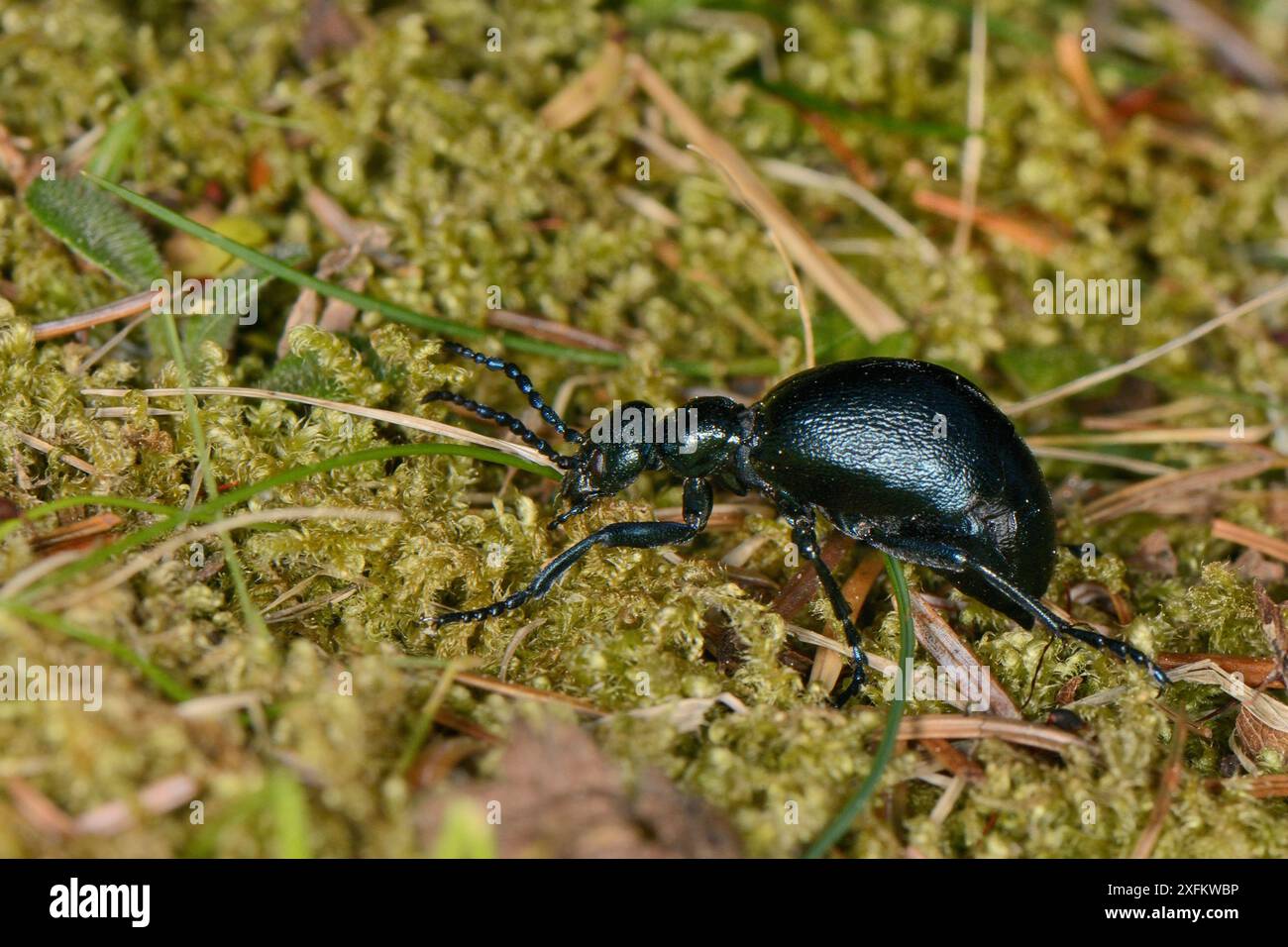 Violet oil beetle (Meloe violaceus) walking on mossy woodland floor ...