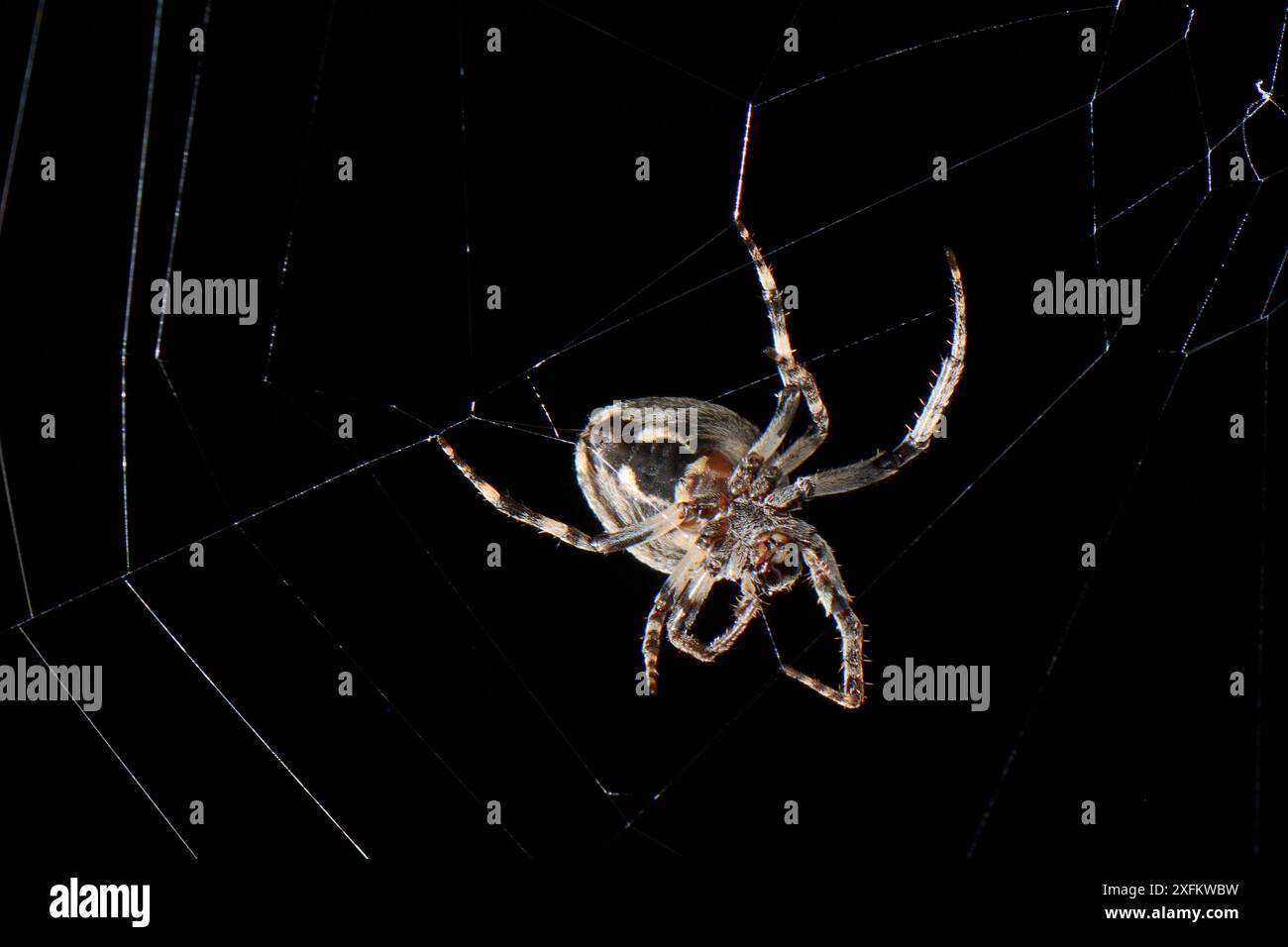 Larinoioides hi-res stock photography and images - Alamy