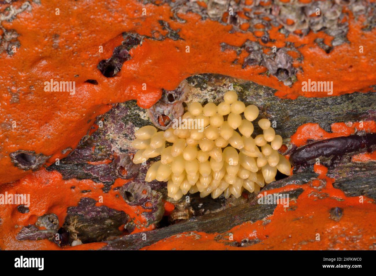 Dog whelk (Nucella lapillus) egg capsules surrounded by a mat of Crumb ...