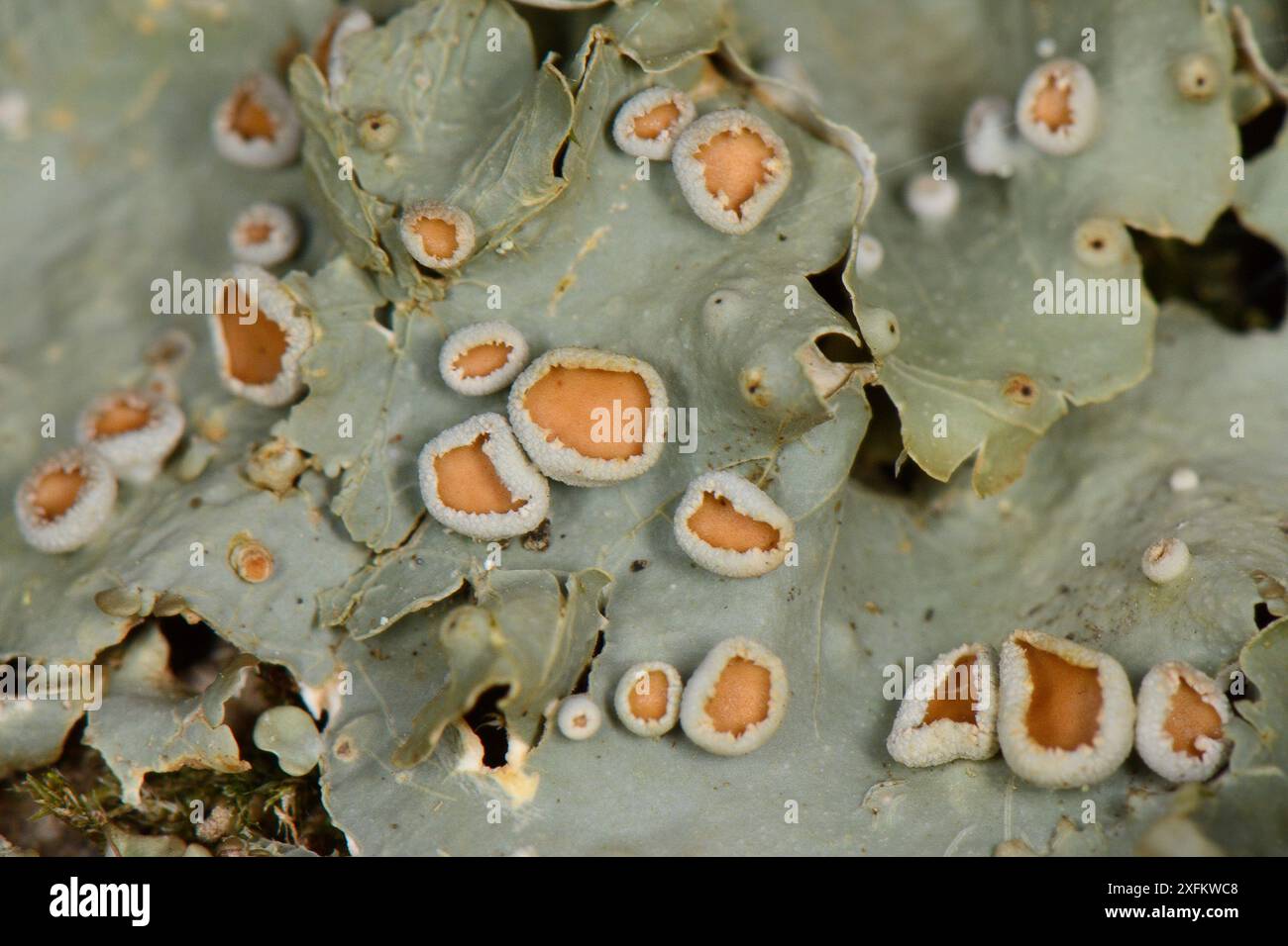 Lungwort / Green satin lichen (Lobaria virens) with apothecia fruiting ...