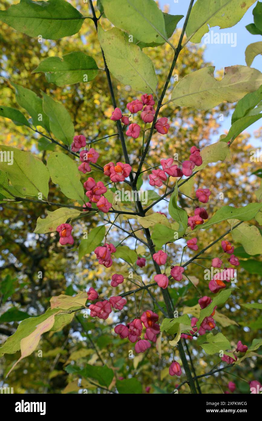 Spindle tree berries (Euonymus europaeus) with orange seeds visible in ...