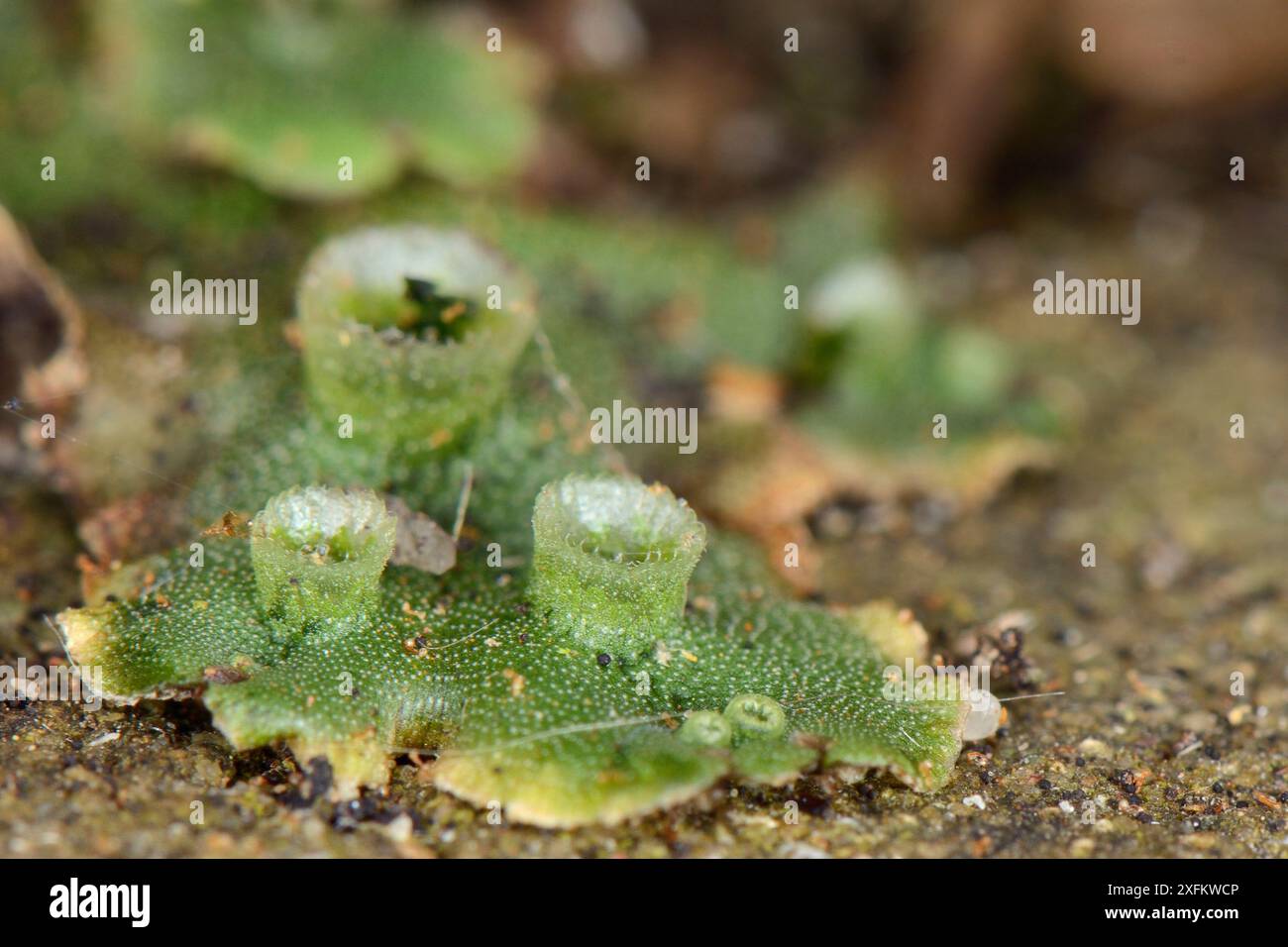 Common liverwort (Marchantia polymorpha subsp. ruderalis) asexual gemma ...