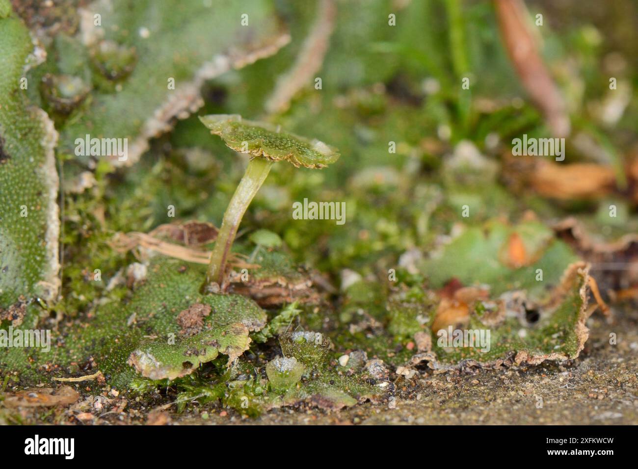 Antheridiophores hi-res stock photography and images - Alamy