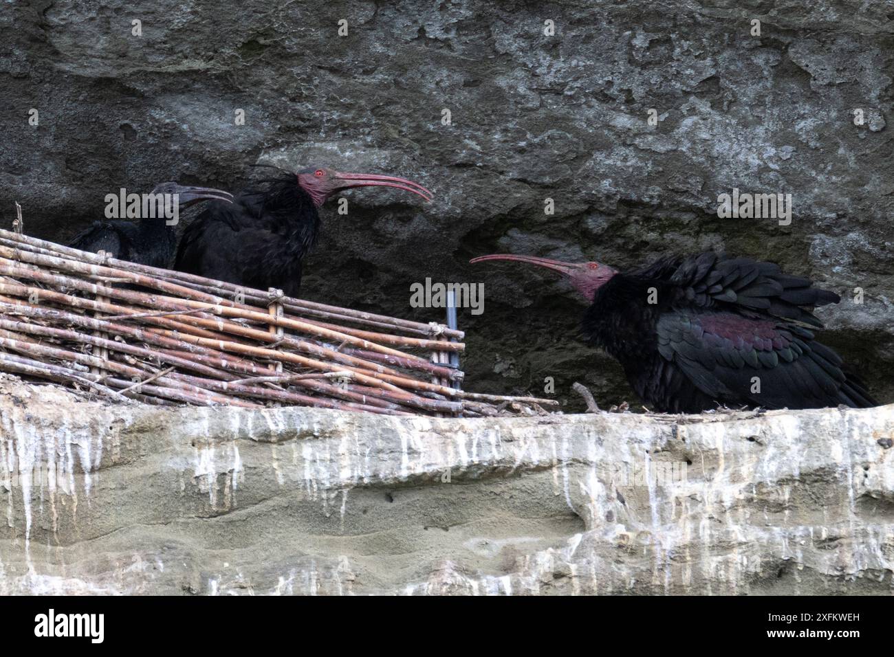 PRODUCTION - 04 July 2024, Baden-Württemberg, Überlingen Am Bodensee ...