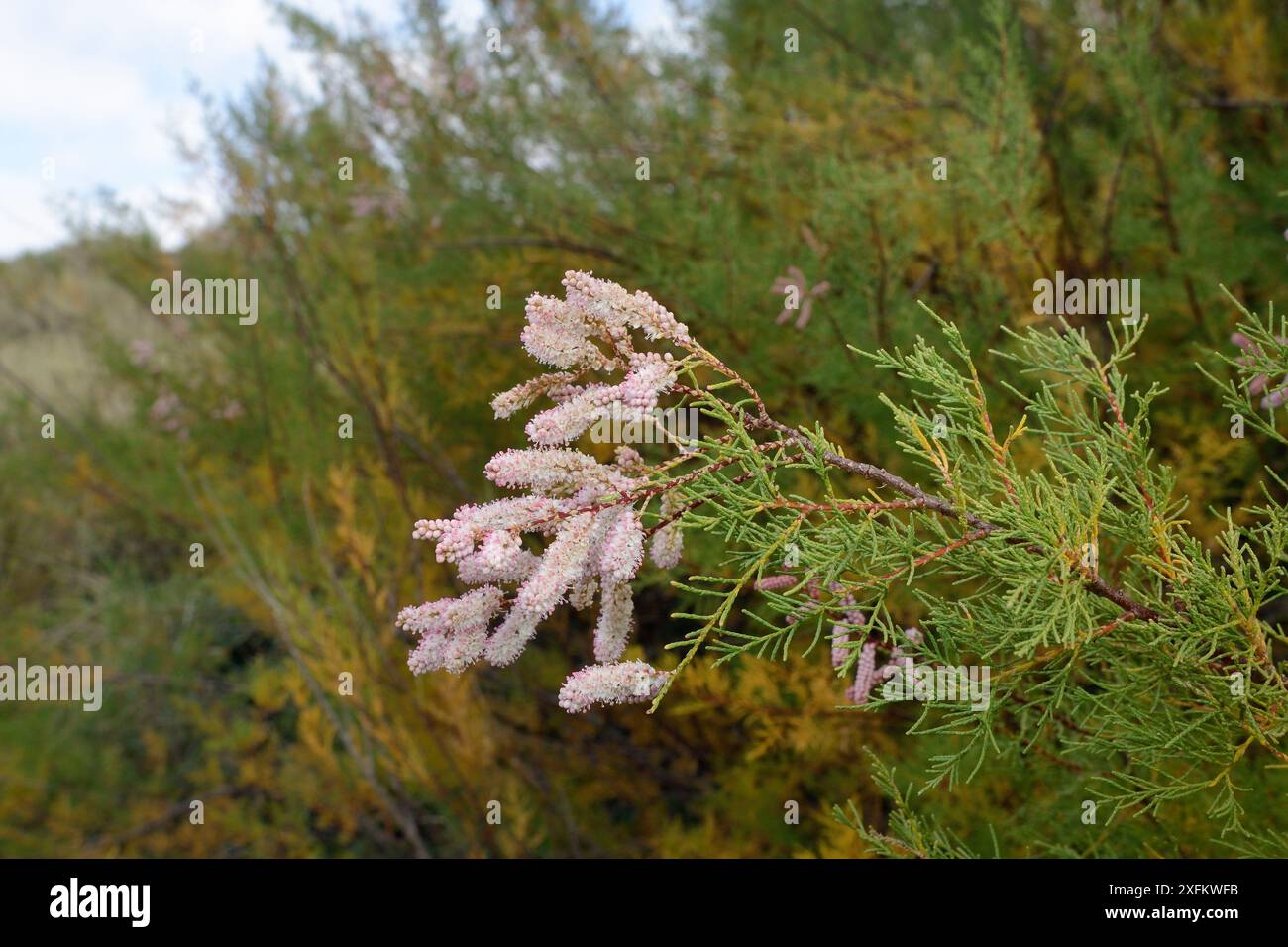 French Tamarisk / Salt cedar (Tamarix gallica) in flower on a coastal ...