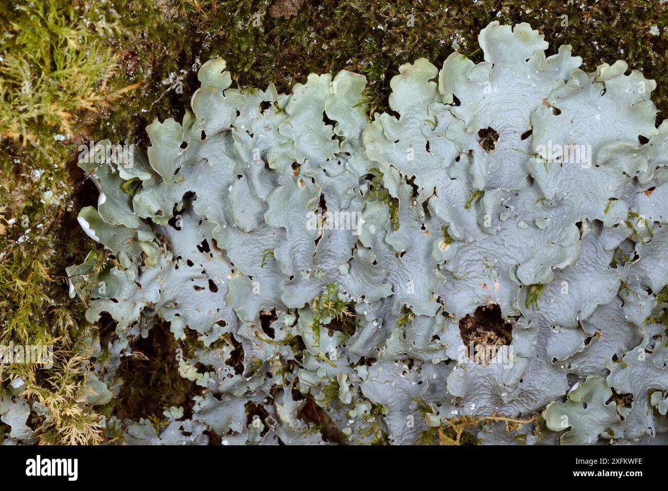 Lungwort / Green satin lichen (Lobaria virens) on a treetrunk in ...