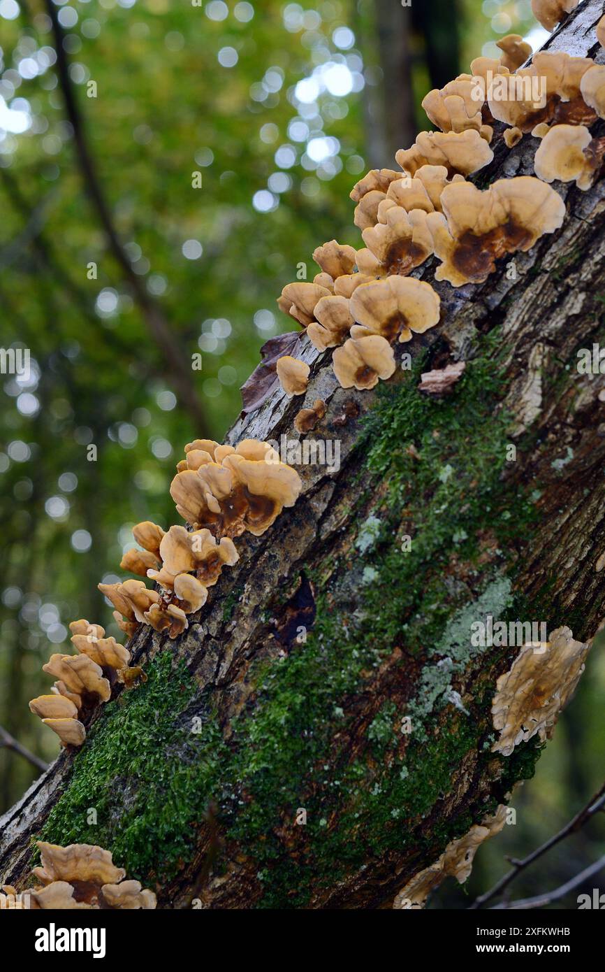 Hairy curtain crust / Hairy stereum (Stereum hirsutum) bracket fungi ...