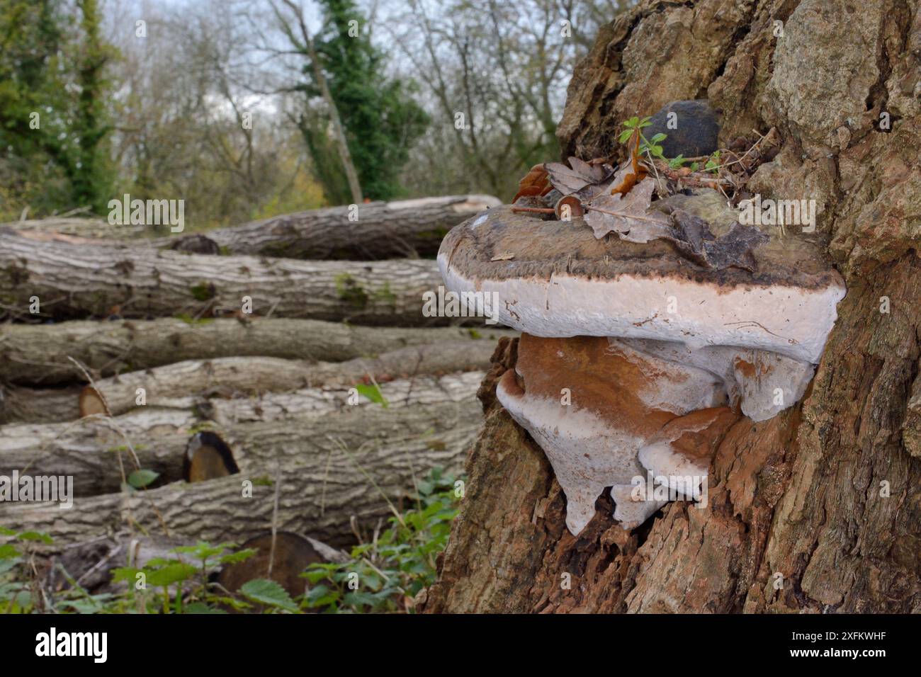 Southern bracket fungus (Ganoderma australe) on an English Oak tree ...