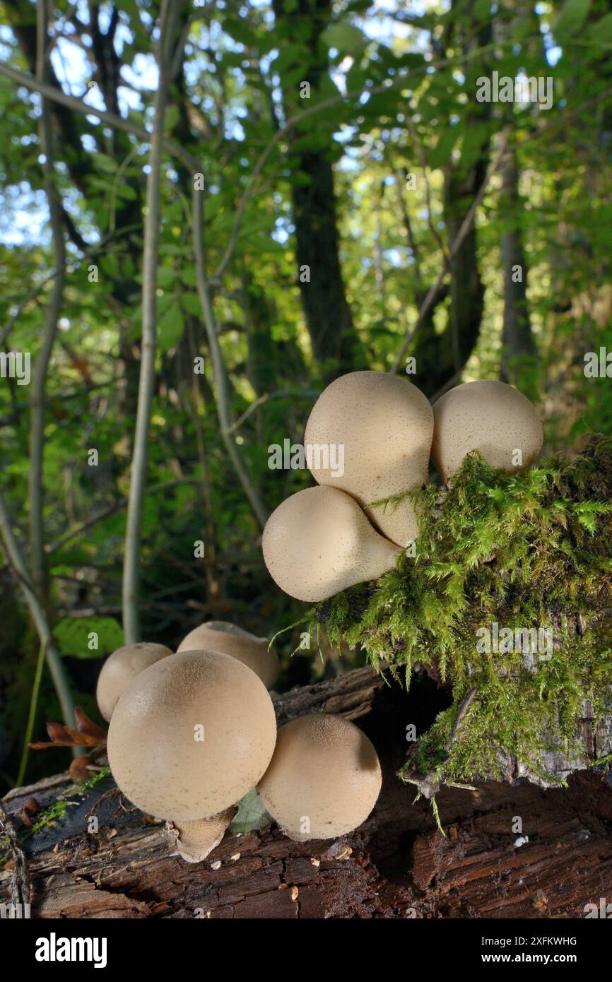 A cluster of Stump puffball fungi (Lycoperdon pyriforme) emerging from ...