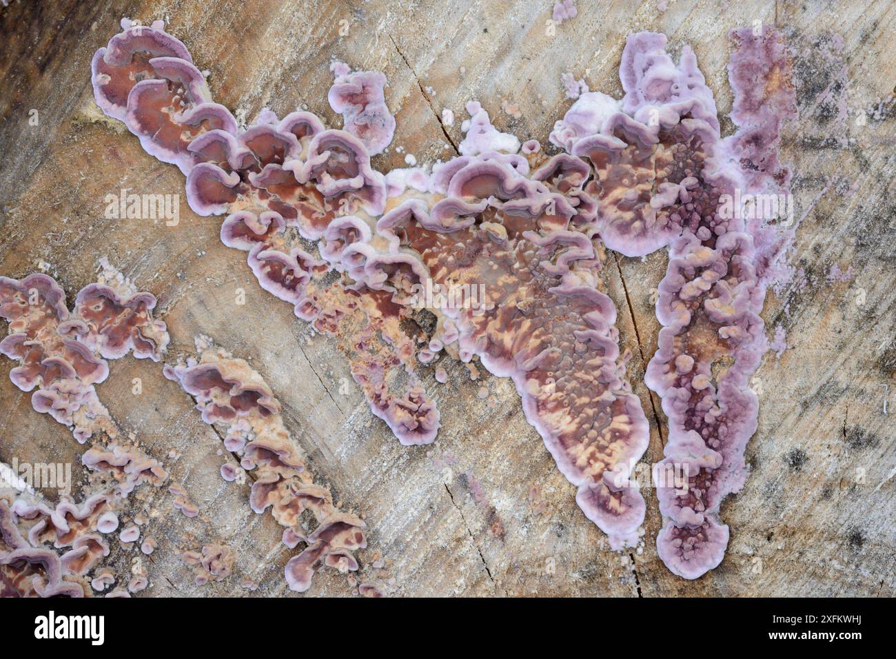 Silverleaf fungus (Chondrostereum purpureum) bracket fungi growing from ...