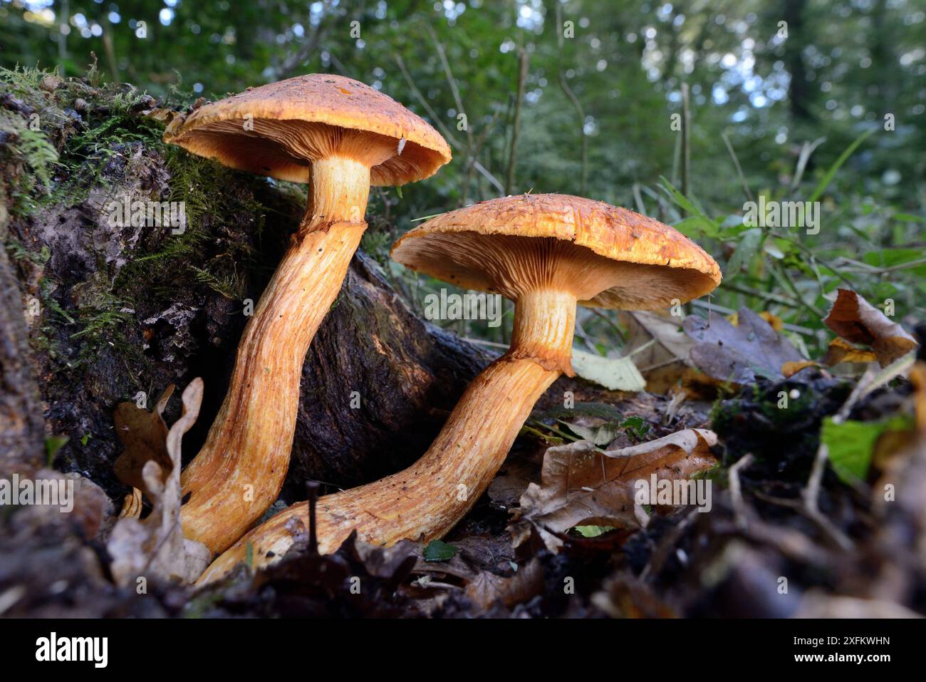 Spectacular rustgill fungi (Gymnopilus junonius) emerging from a ...